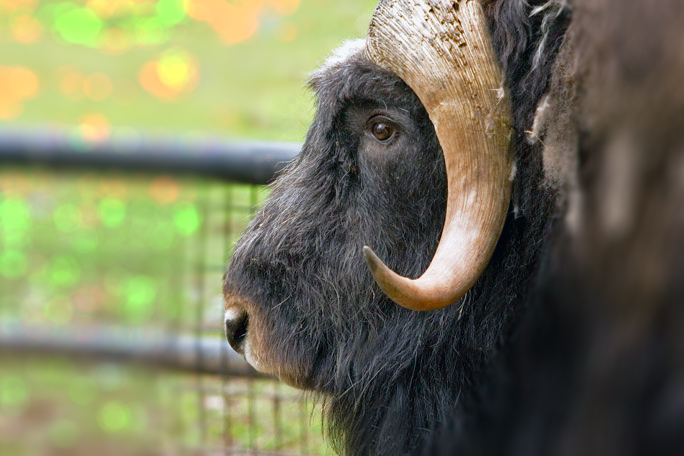 Center for Interactive Learning - Content Provider Program